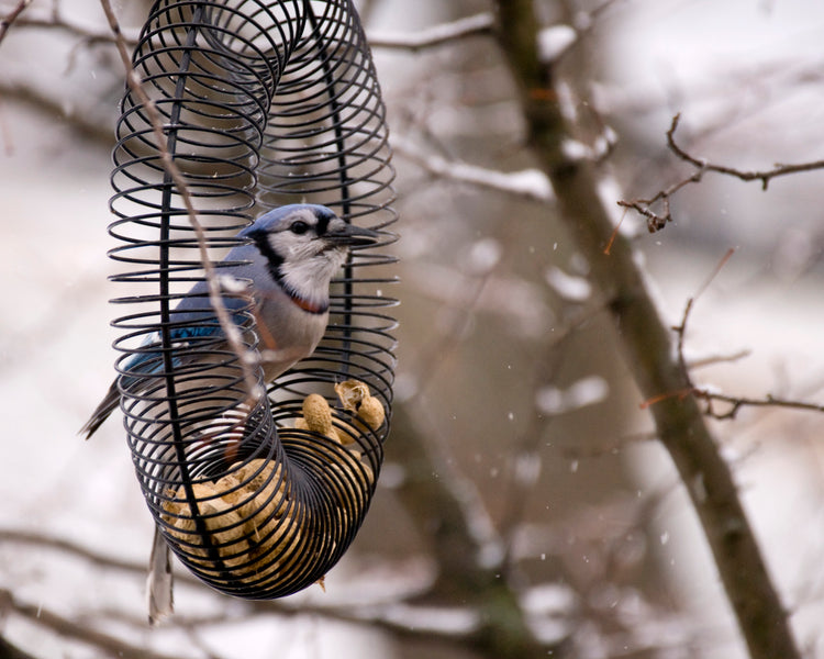 Bird feeders, birdseed, bird houses attracting birds to your backyard ...