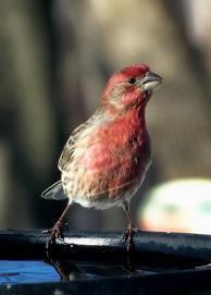 Eastern Kingbird – Backyard Bird Center
