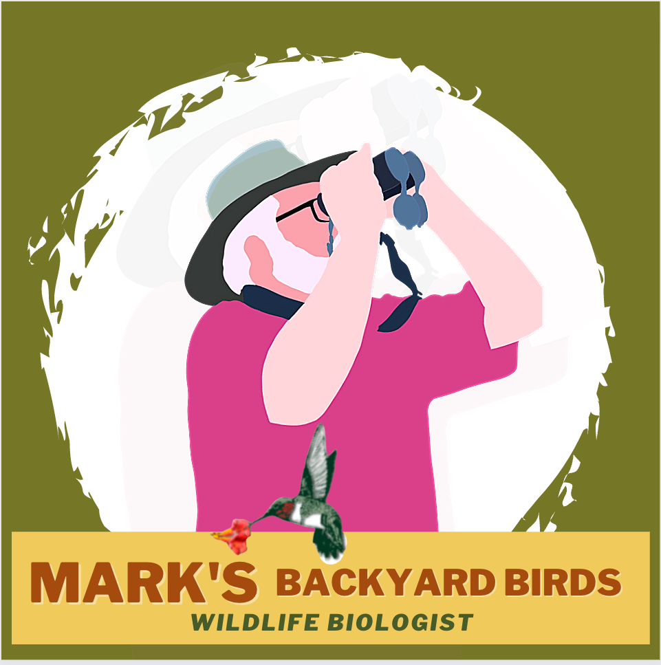 Bird feeders, birdseed, bird houses attracting birds to your backyard ...